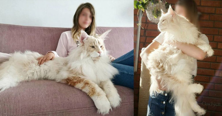 Woman Shares Photos of Amazingly Large and Majestic Maine Coon Cat ...