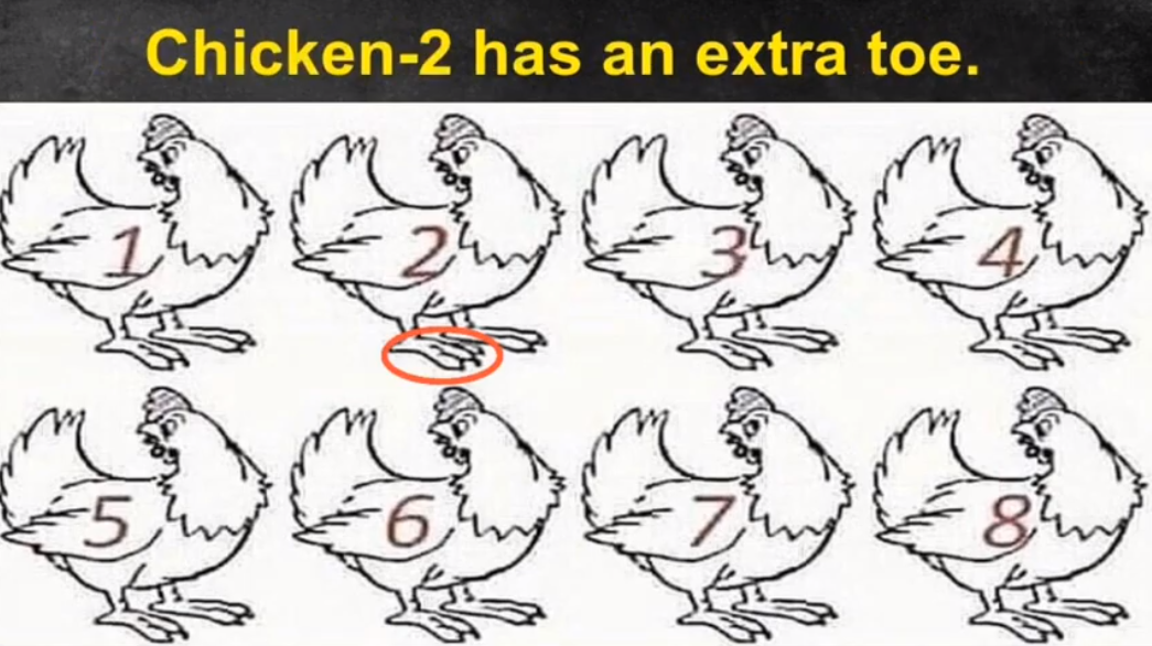 Strictly For The Genius…Spot The Differences Between These Chickens