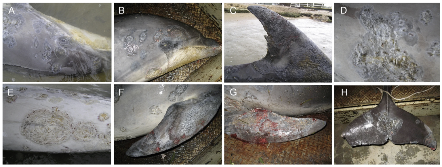 Deadly skin disease found in dolphins linked to climate change : Tiffy ...