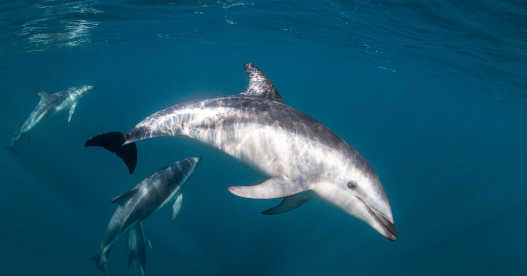 Deadly skin disease found in dolphins linked to climate change : Tiffy ...