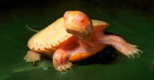 Stunningly Rare Albino Turtles Look Like Fiery Little Creatures