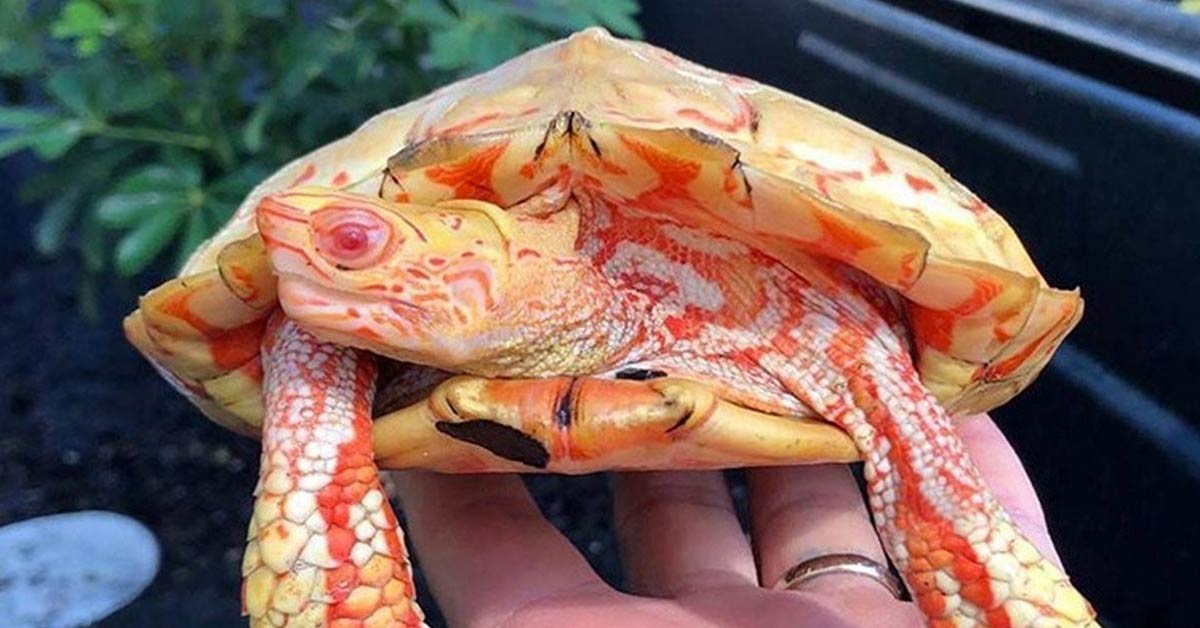 Stunningly Rare Albino Turtles Look Like Fiery Little Creatures