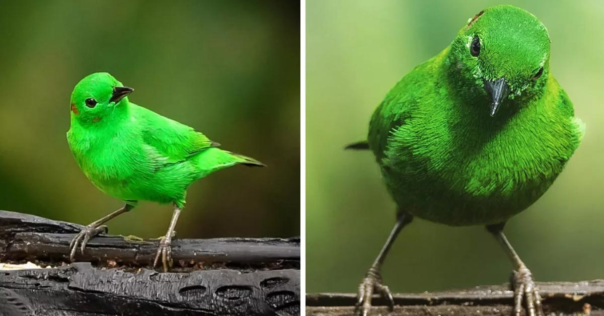 The Glistening-Green Tanager Is So Bright Like It Could Glow In The ...