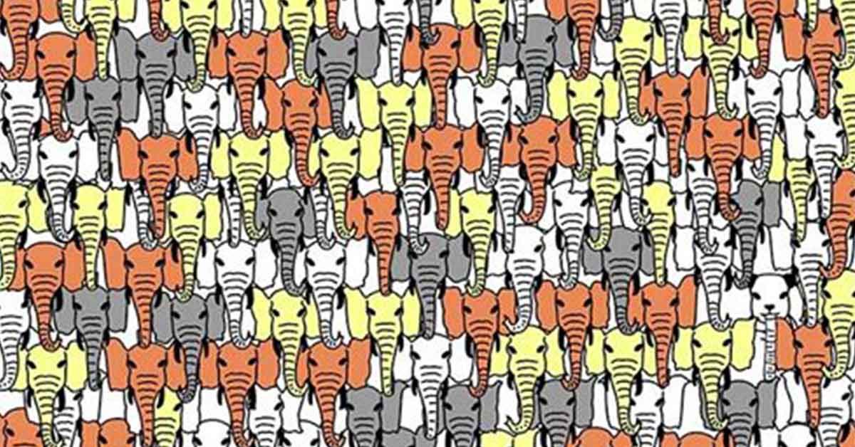 Can you spot the panda hidden in these elephants? : Tiffy Taffy