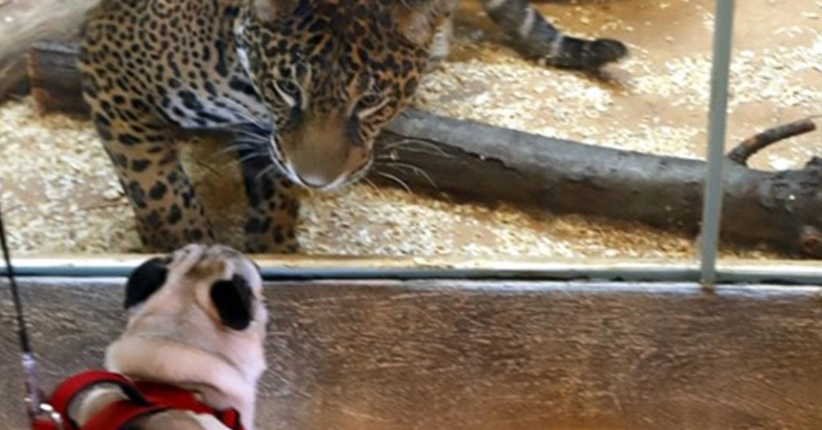 This zoo becomes the first dog friendly zoo