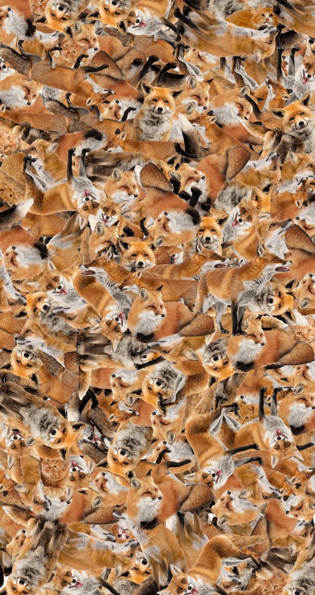 Your Eyes Will Go Crazy Trying To Find The 10 Hidden Cats In This ...