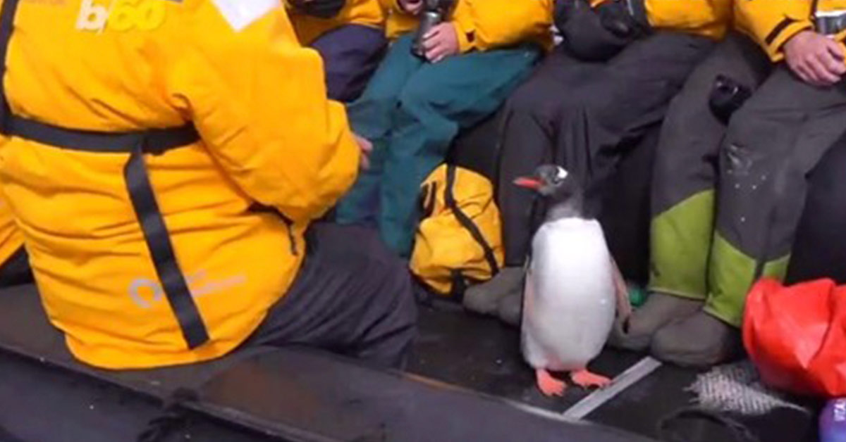 This penguin escapes a killer whale by jumping onto tour boat