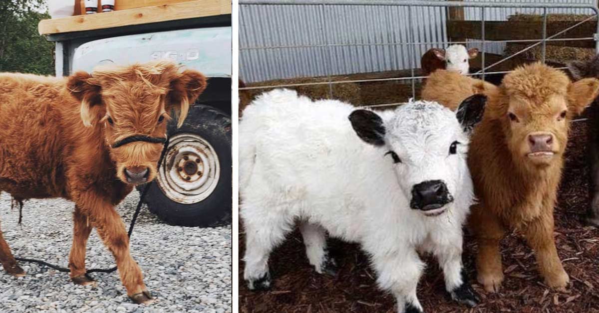 Mini Cows Are The Fluffy, Adorable Pet Taking Animal Lovers By Storm
