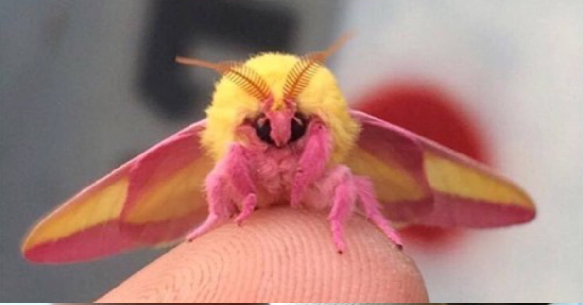 This Colorful Rosy Maple Moth Is an Eye-Catching Garden Visitor