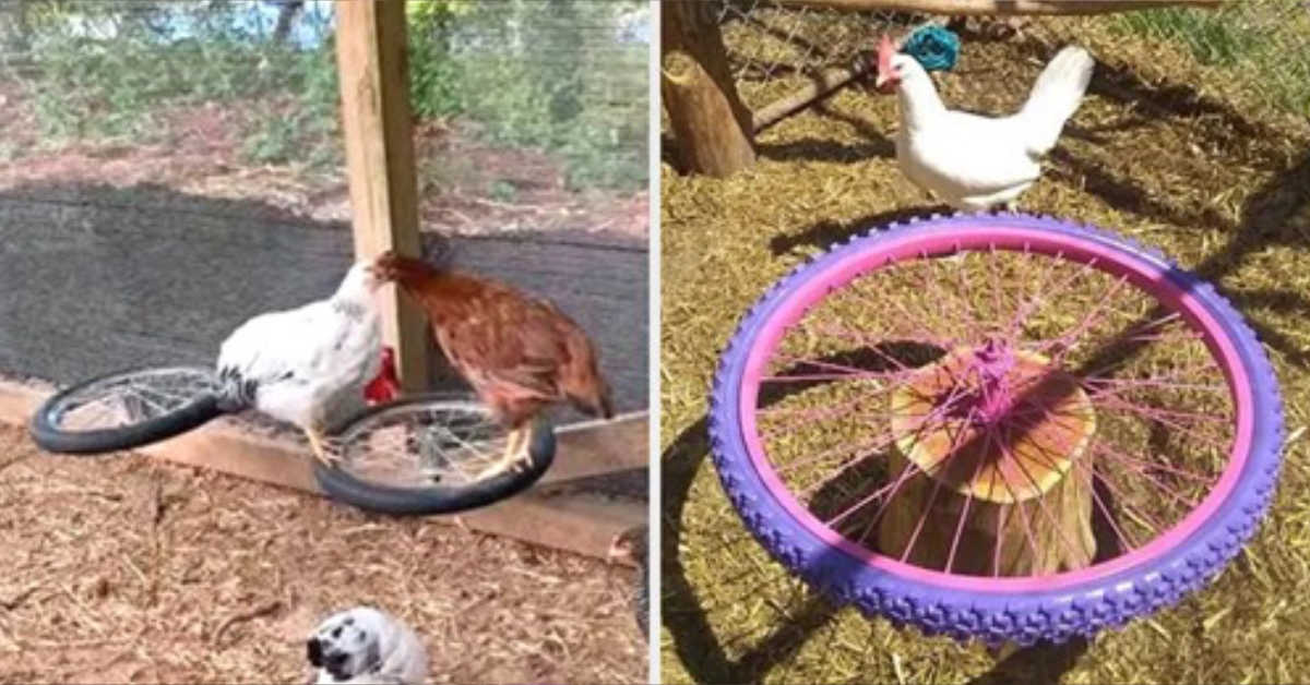 People Are Making Merry-Go-Rounds For Their Chickens From Old Bike Tires