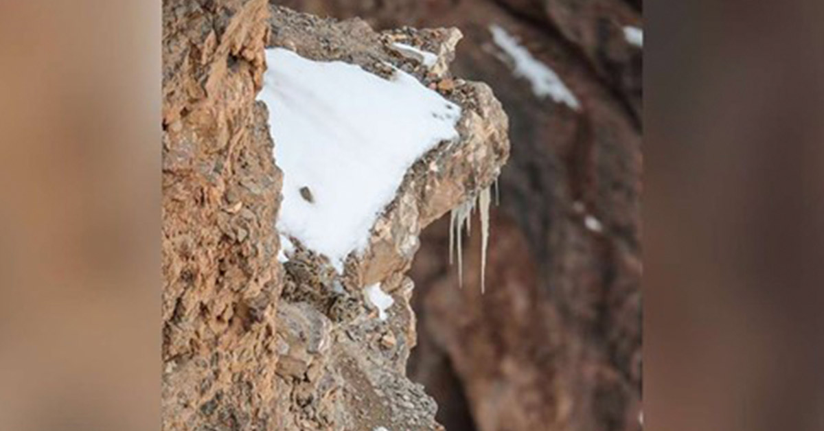 People Can’t Find These Hidden Animals : Tiffy Taffy