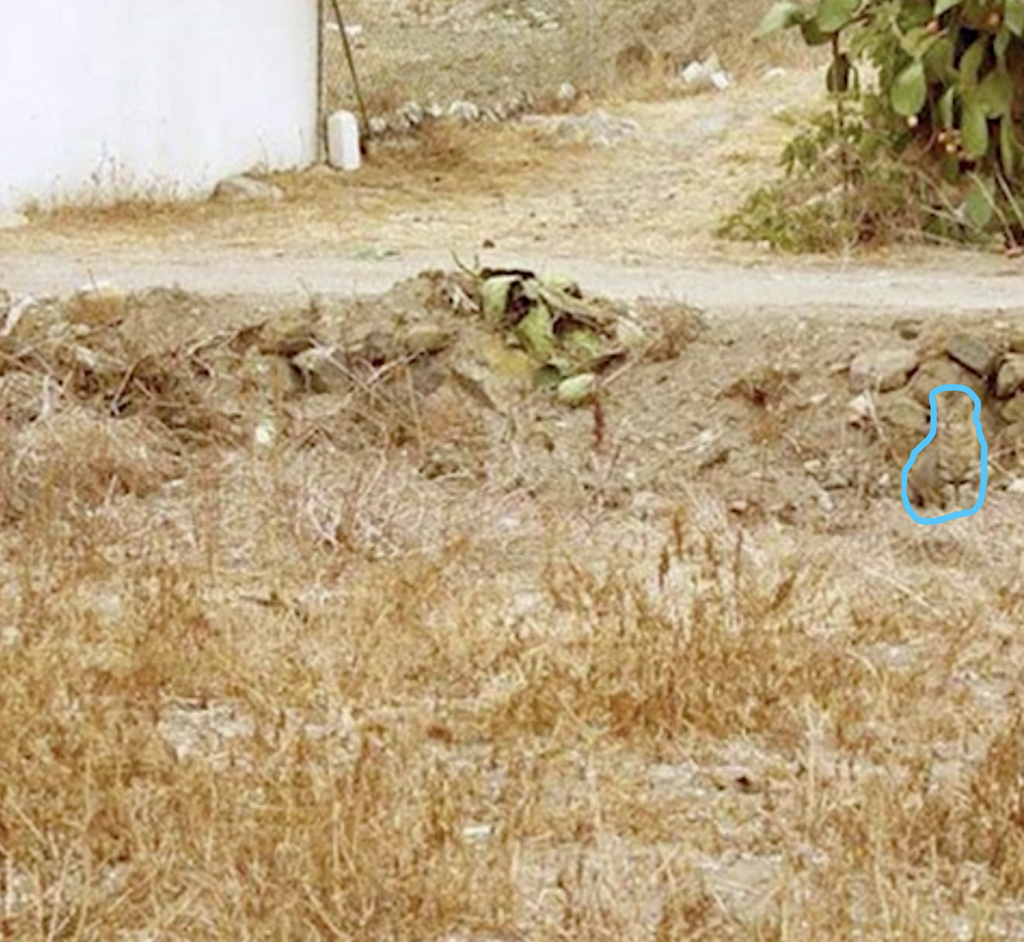 Can You Find The Hidden Cat In This Picture? : Tiffy Taffy