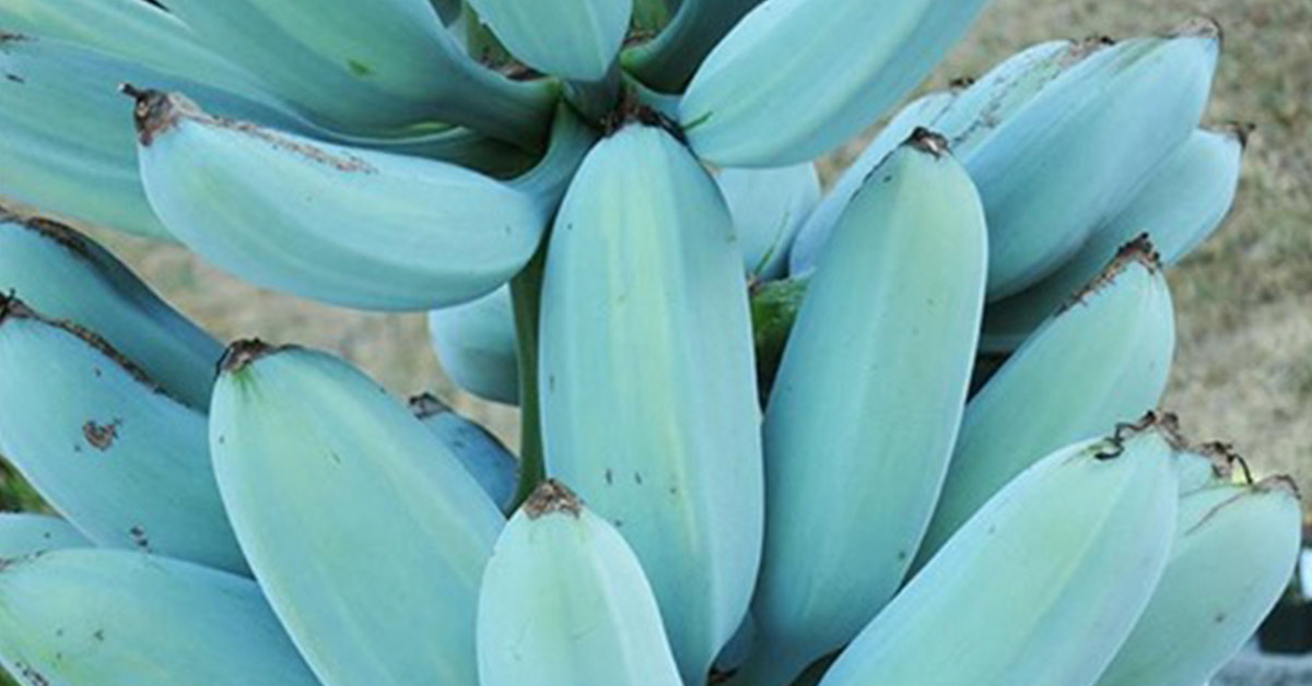 Blue Java Banana: The Banana That Tastes ‘Just Like Vanilla Ice Cream ...