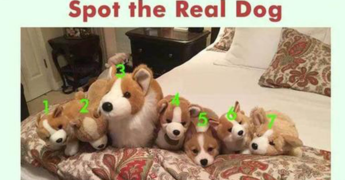 Here’s a Tricky Riddle That’s Confusing So Many People! : Tiffy Taffy