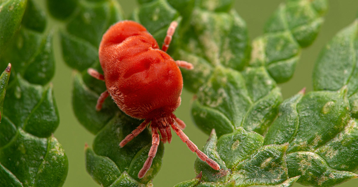 Your Living Christmas Tree Could be Crawling With These Bugs