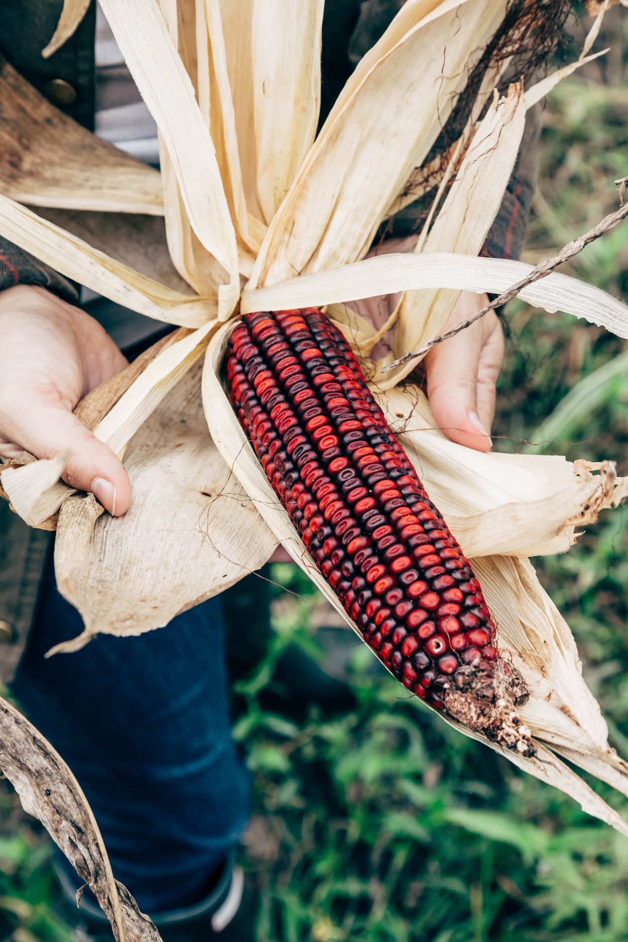 Sparkling Red Native American Corn Saved from Extinction By Moonshiners