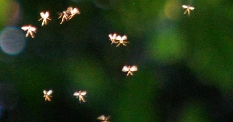 Fairy Godfather: A British Professor Believes That ‘Fairies’ Exist and ...