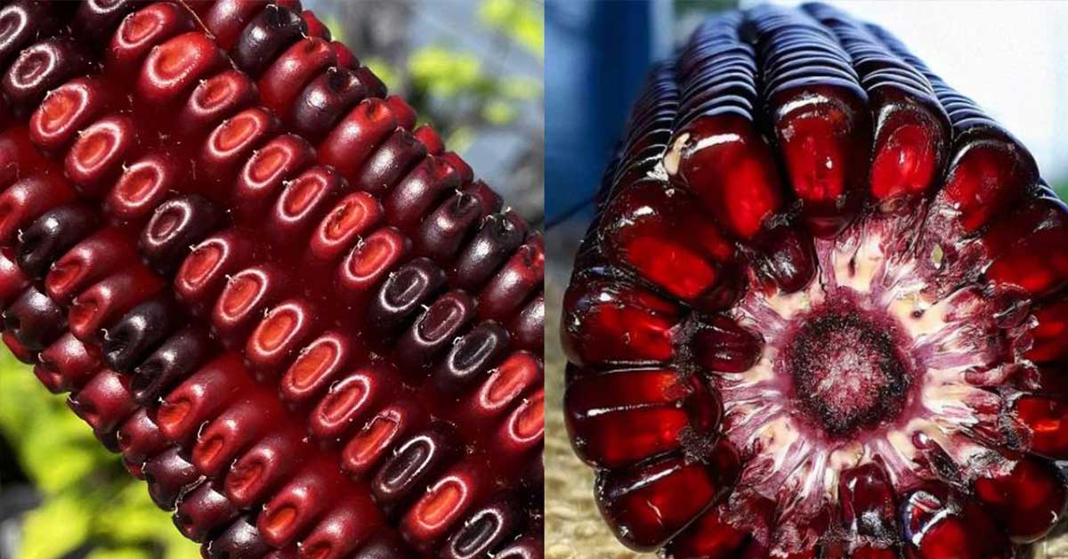 Sparkling Red Native American Corn Saved from Extinction By Moonshiners ...