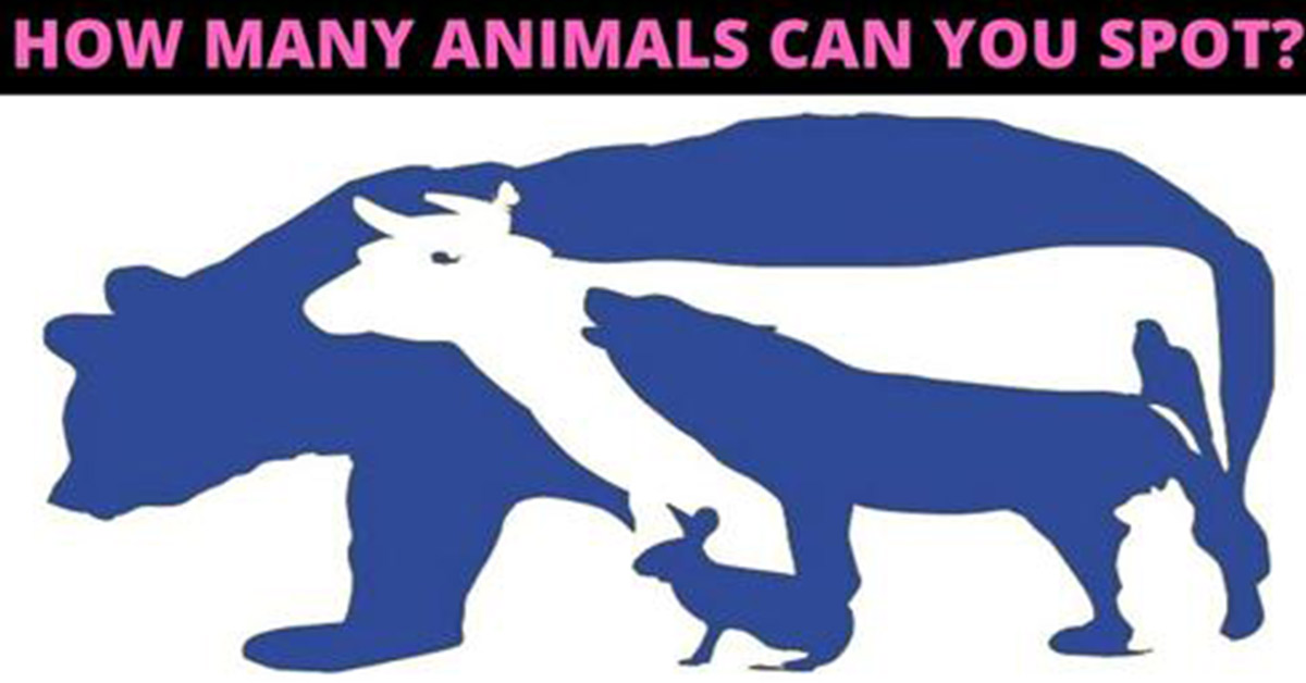 How Many Animals Are Hidden In This Picture Tiffy Taffy