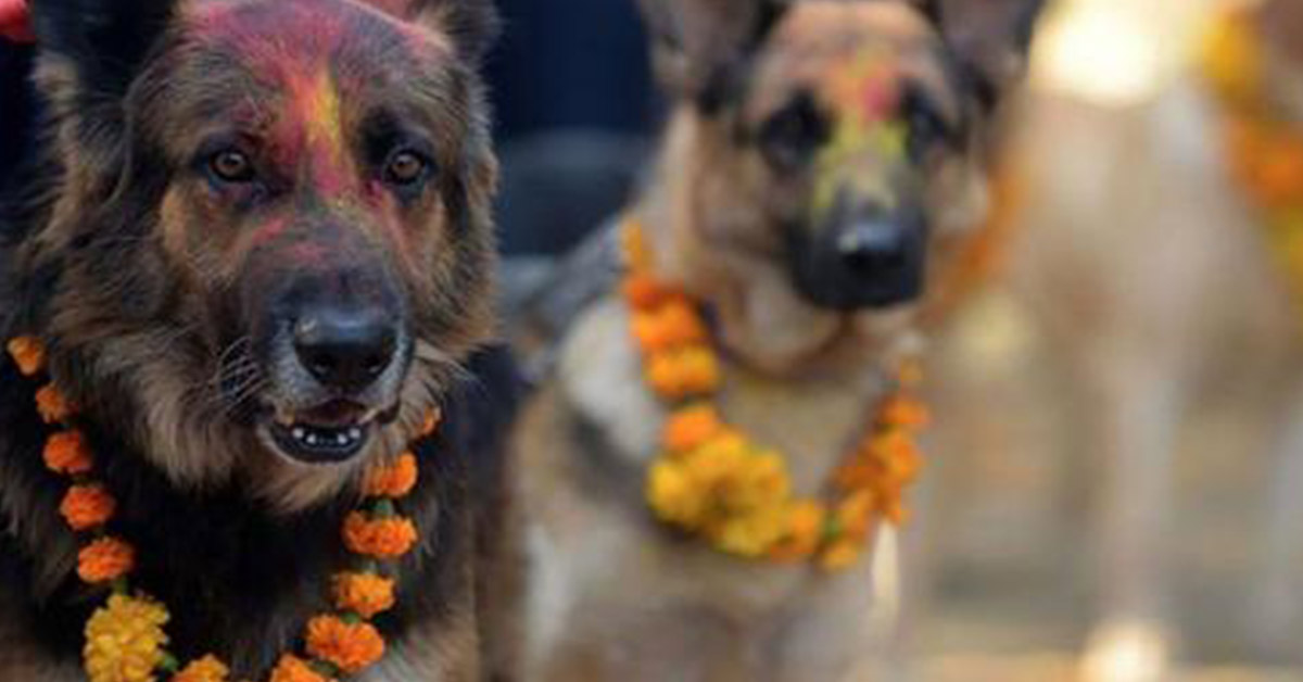 Kukur Tihar: The Annual Festival Honoring a Dogs Loyalty And Friendship ...