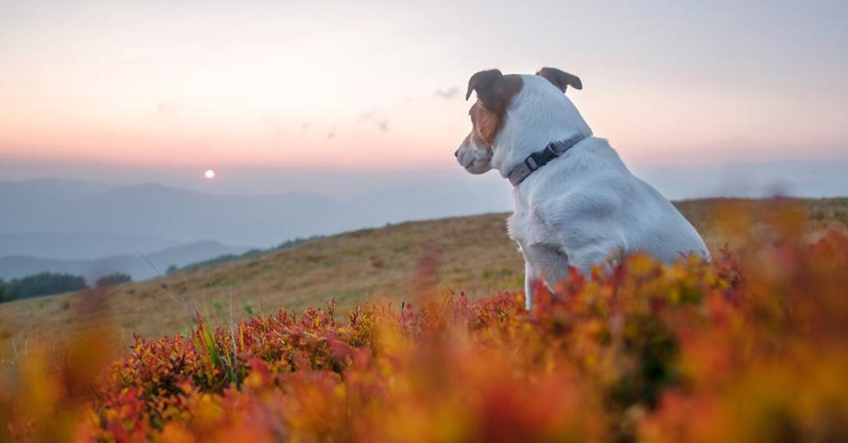 Dog Never Dies, He’s Just Sleeping In Your Heart