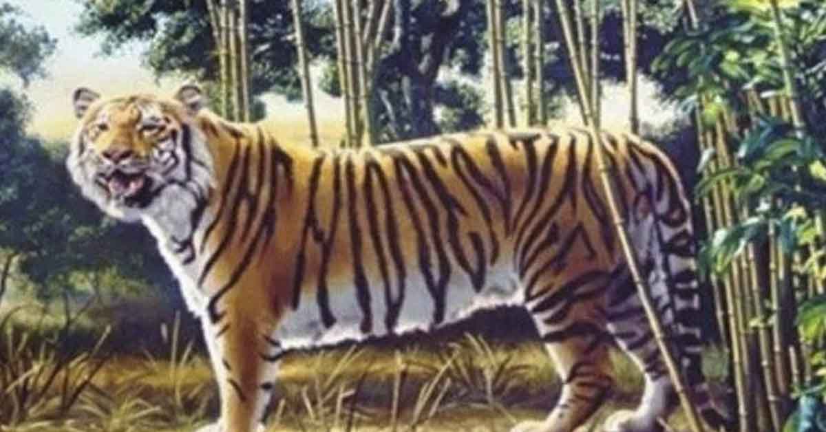 Social Media Users Are Challenging Each Other To Spot The Hidden Tiger ...