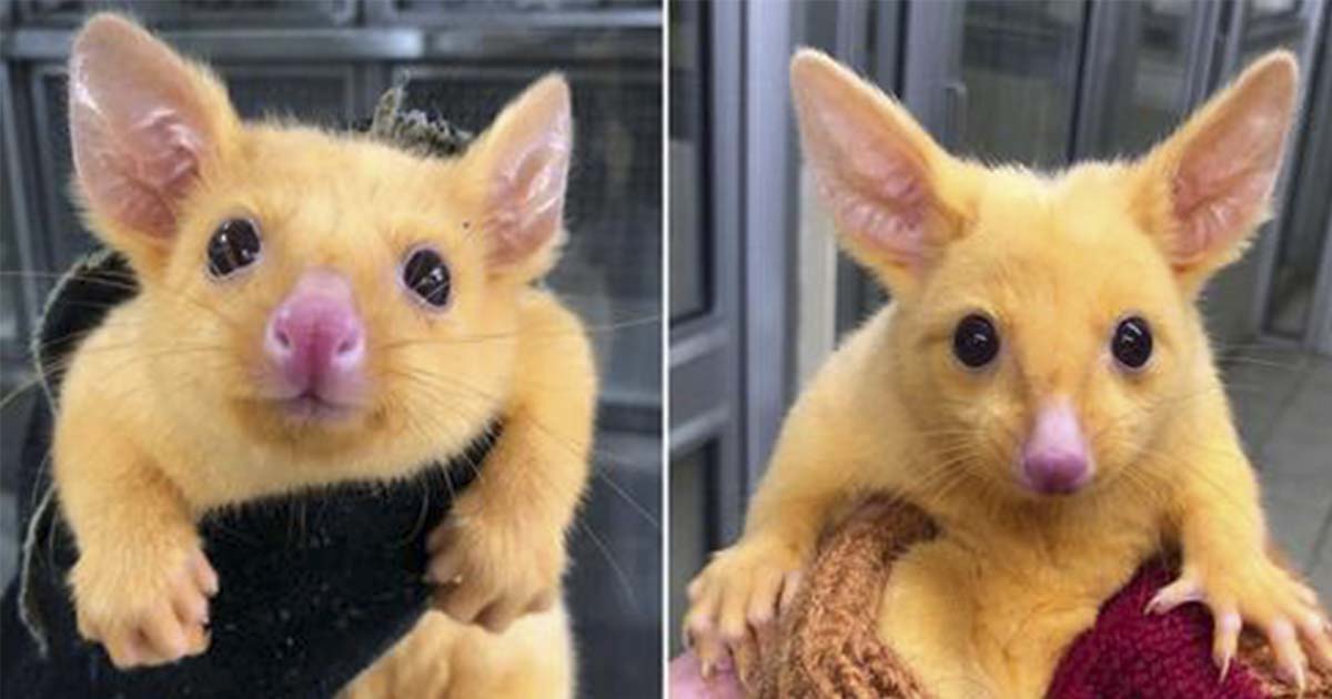 Rare Golden Possum Rescued By Australian Veterinary Clinic Looks Like ...