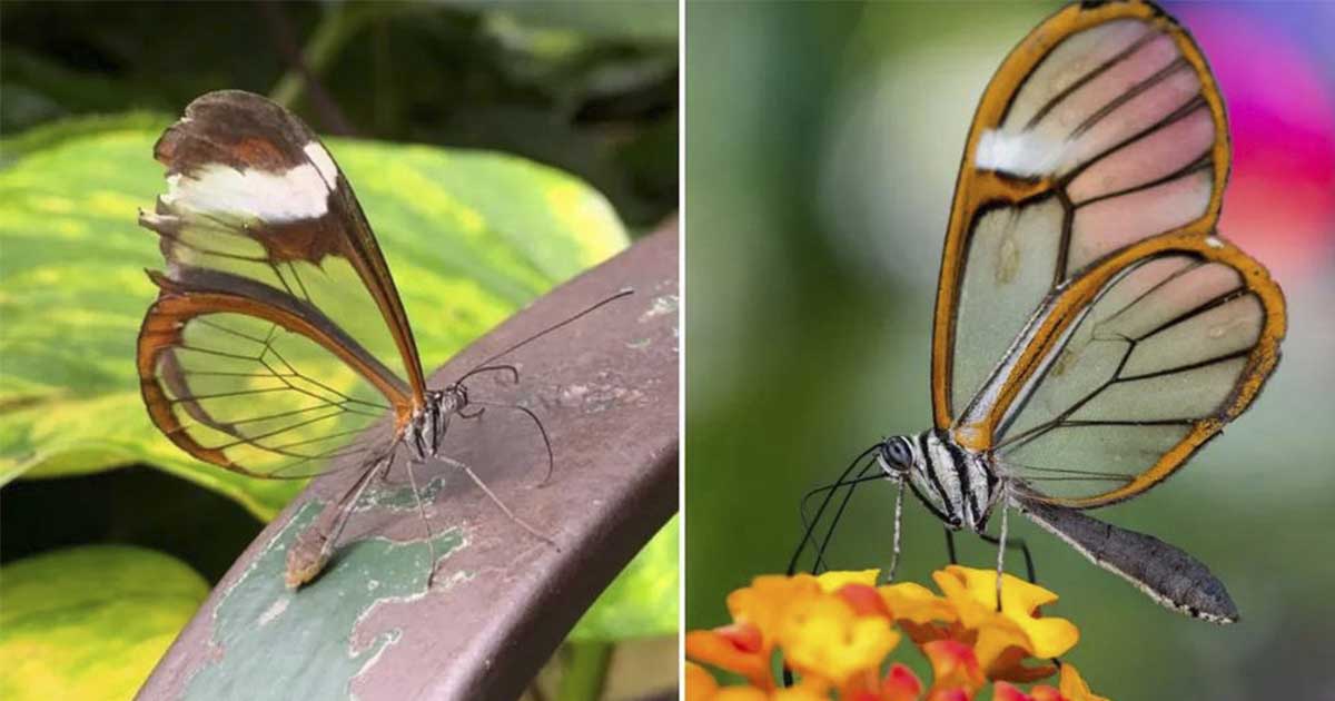This Butterfly Has Completely Transparent Wings That Look Like Glass ...