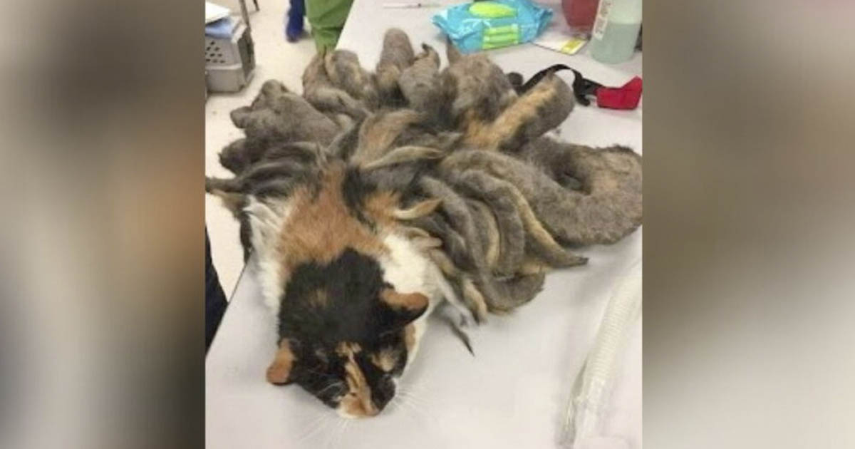 Neglected cat's fur got so matted it turned into dreadlocks