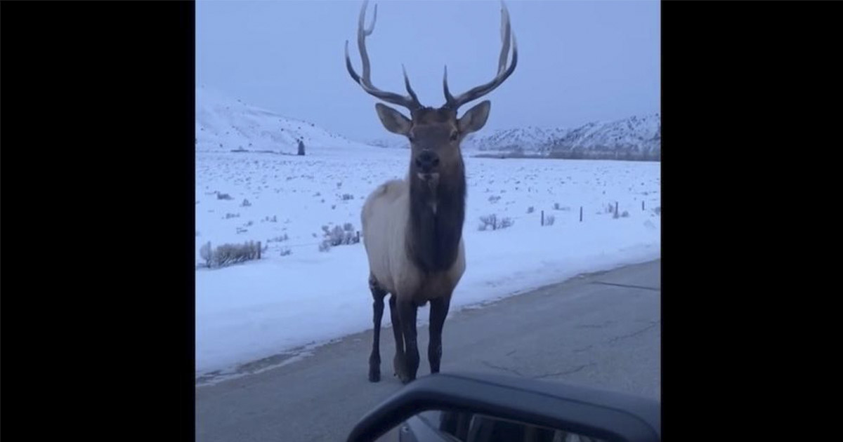 Yellowstone elk has perfect response to taunts from a tourist : Tiffy Taffy