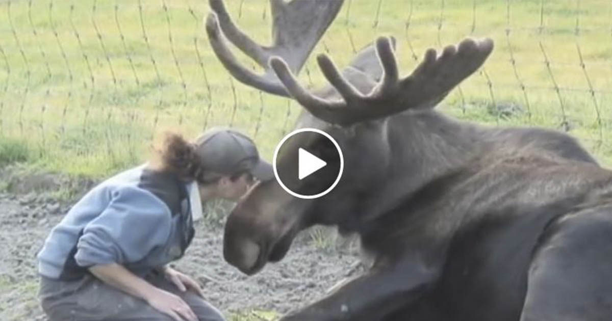 Woman helps raise a moose, and they are an unbreakable bond