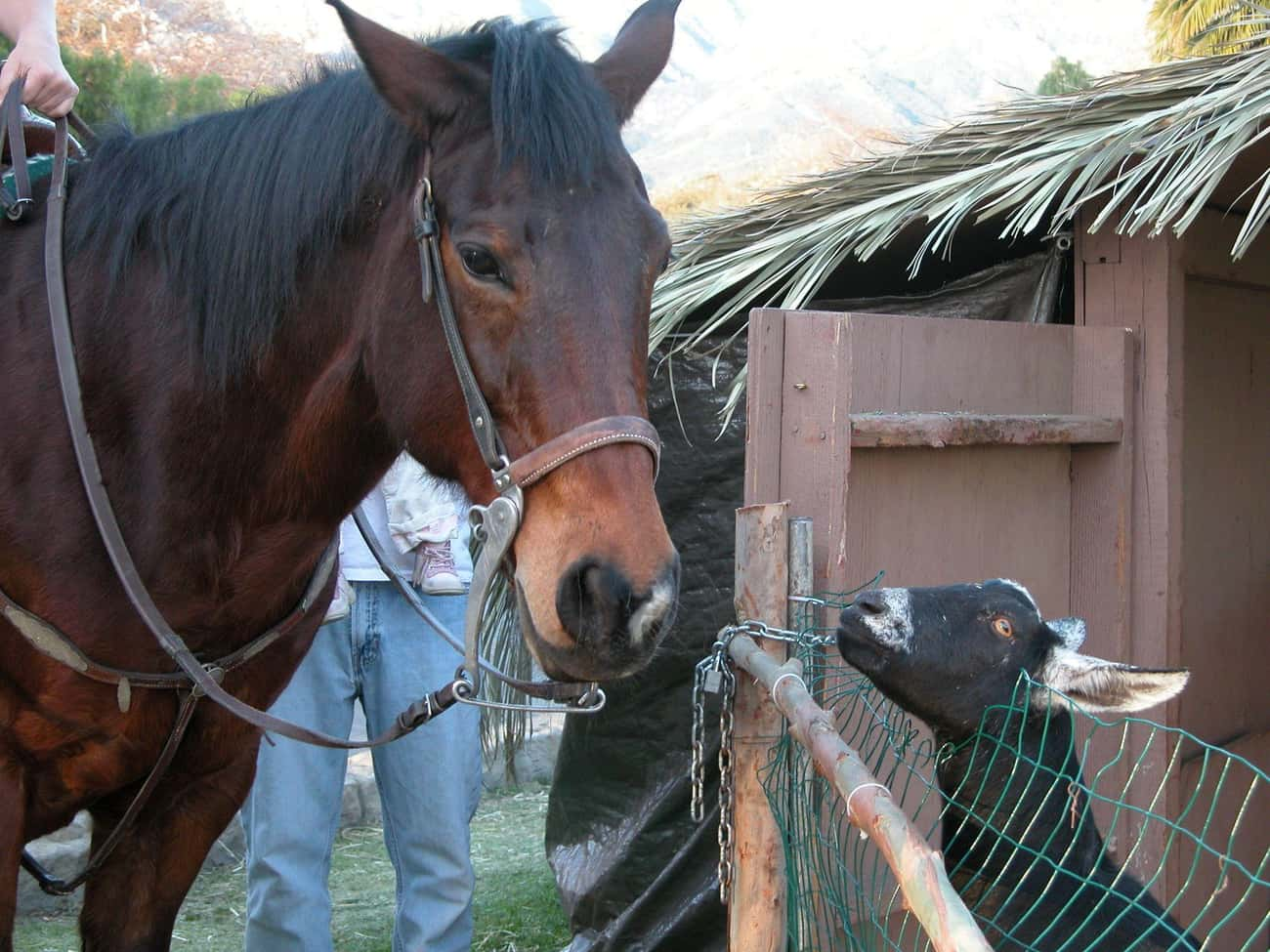 15 Wholesome Facts To Brighten Your Day : Tiffy Taffy