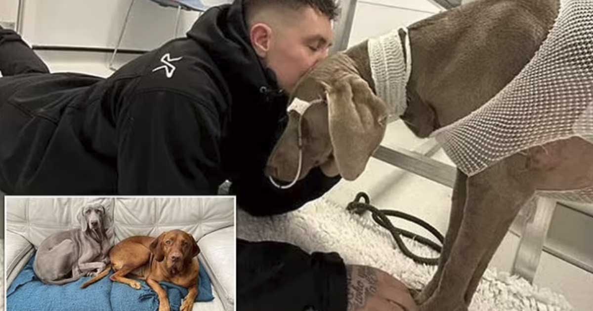 Dog owner facing astronomical vet bills says he will 'sell his house ...