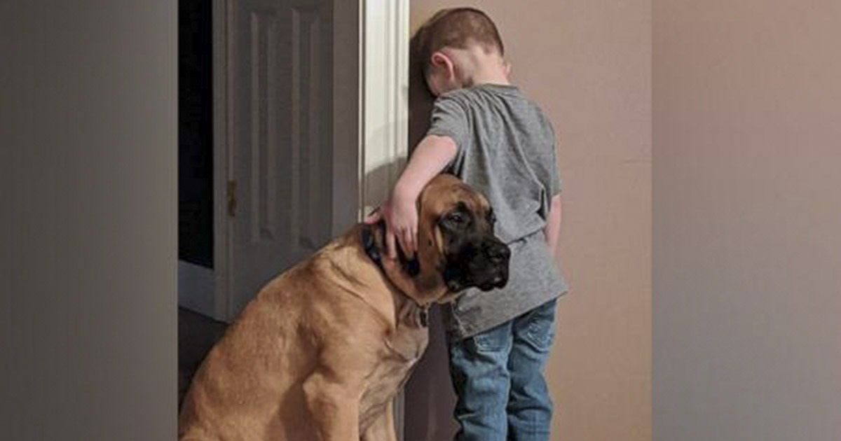 Dog joins 3-year-old during timeout in sweetest viral photo : Tiffy Taffy