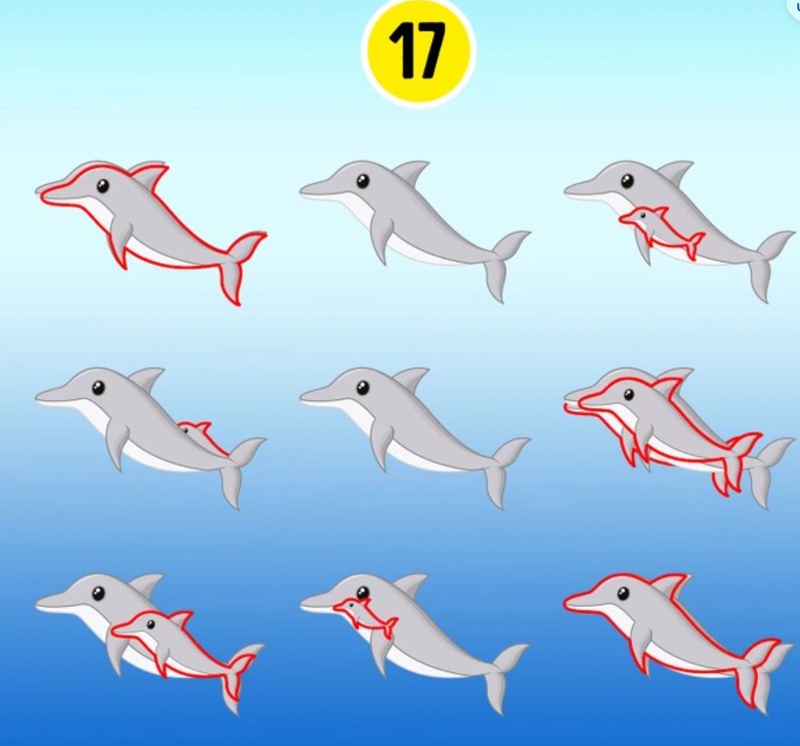 How Many Dolphins Are in the Picture?