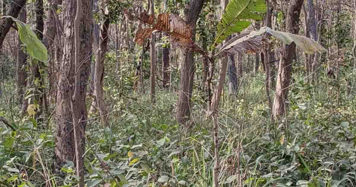 Think You’re Smart? Spot The Hidden Tiger in 12 Seconds Or Less