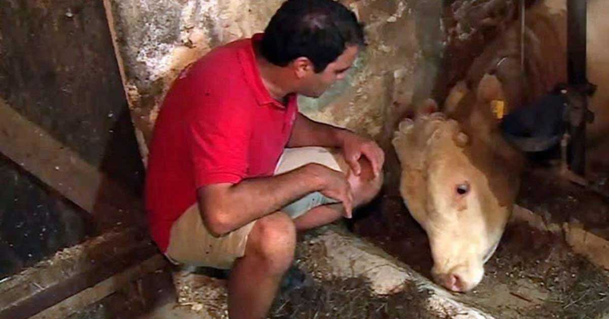 Bull Was Chained Up His Entire Life - Watch What Happens When He’s Set Free
