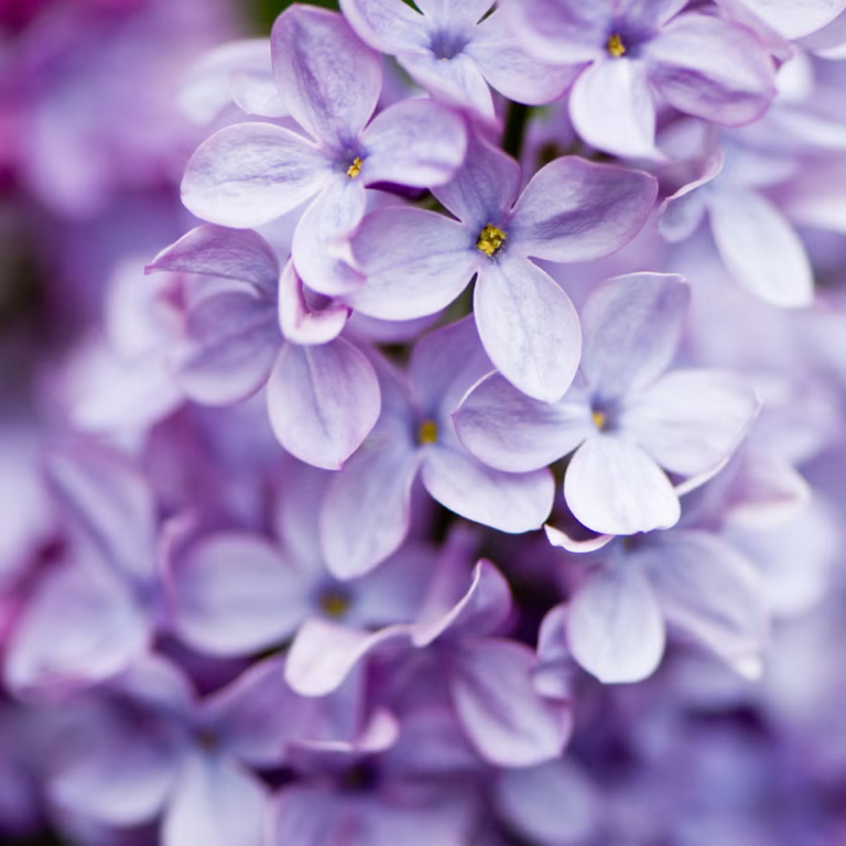 Your Birth Month's Color and Meaning, Explained