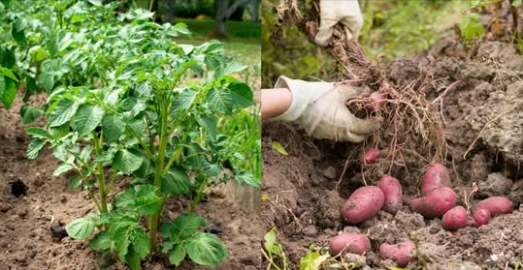 Grow More Potatoes With These 15 Pro Tips