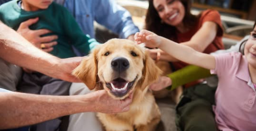 9 Happiest Dog Breeds That Instantly Boost Your Mood